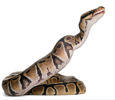 Snakes | Custom Creatures Pet Shop