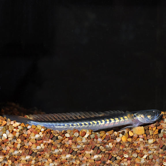 Freshwater Dragon Eel