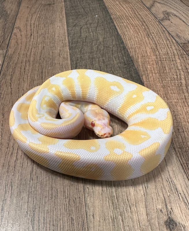 Albino Super Pastel Ball Python