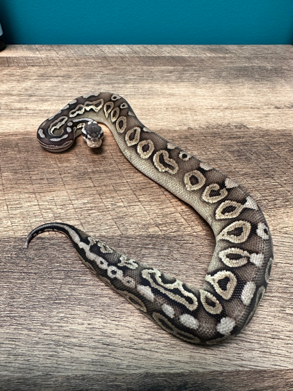Black Pewter Ghost Ball Python