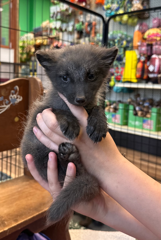 Silver Fox Kit